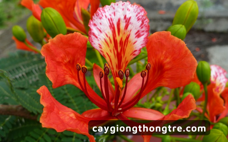 Cây Phượng Vĩ Có ý Nghĩa Gì Và Cách Chăm Sóc Cây Phượng Vĩ Công Trình Nở Hoa đẹp Rực Rỡ